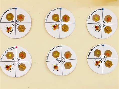 European Hornet Life Cycle Life Cycles Hornet European
