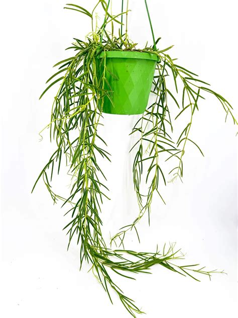 Hoya Linearis Wax Plant Hanging 14cm Pot Extra Long