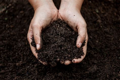 Regenerative Farming Practices Food Beverage Technology