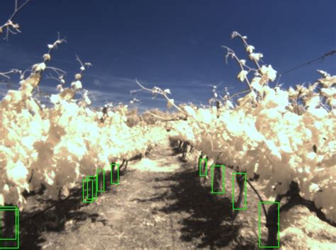 Cnn Based Trunk Detection Results Download Scientific Diagram