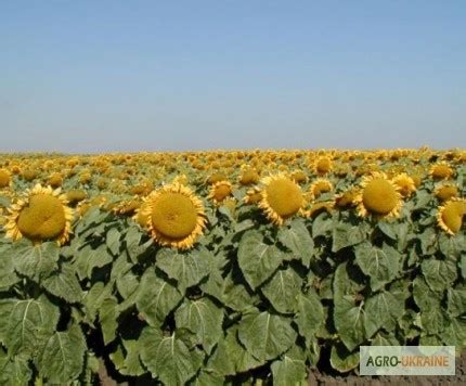 Продам подсолнечник кондитерский Люкс, купити подсолнечник кондитерский ...