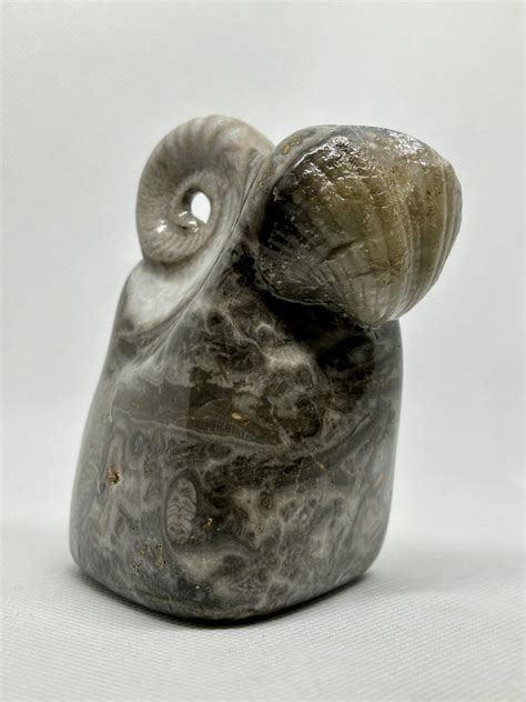 Coiled Nautiloid And Spirifreid Brachiopod Carboniferous The Fossil Forum