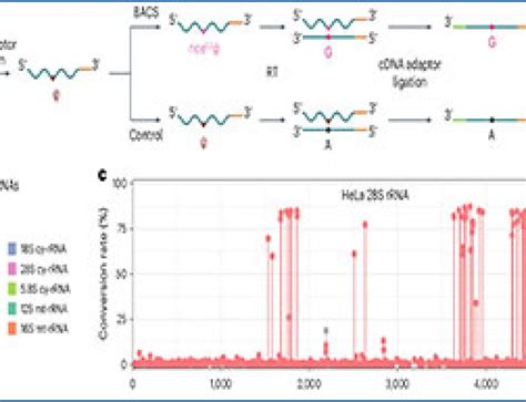Full Length Rna Seq From Single Cells Using Smart Seq2 Rna Seq Blog
