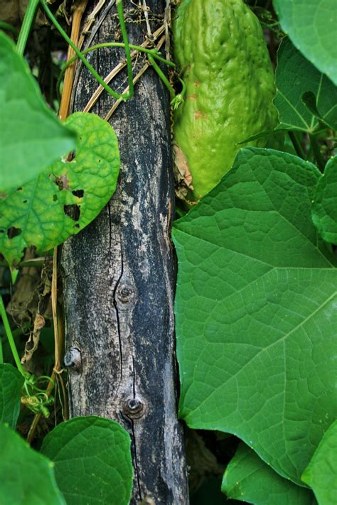 Support Post Free Stock Photo Public Domain Pictures