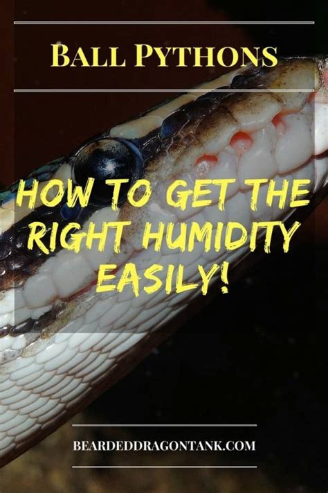 Ball Python Humidity Too High Or Low Bearded Dragon Tank