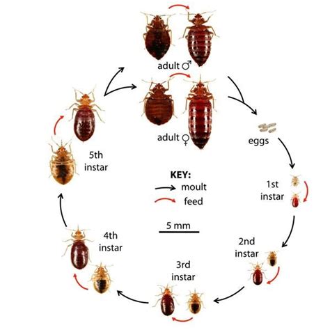 How To Get Rid Of Bed Bug Bites Overnight