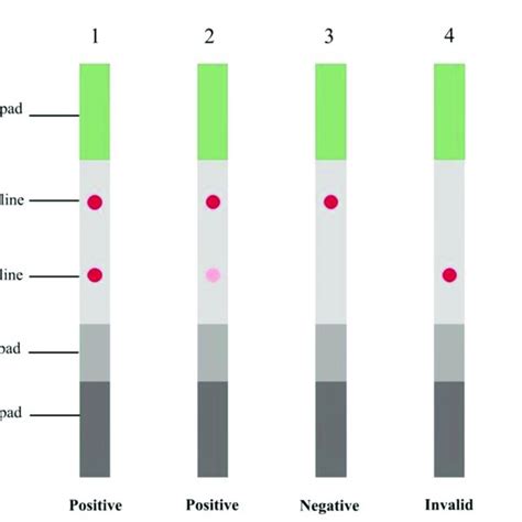 Diagnostic Values Of The Immunochromatographic Strip Test For