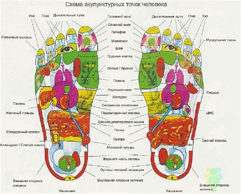 Внутренние органы на теле человека Акупунктурные точки Reflexología