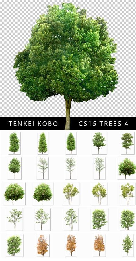 Árboles de Alta calidad en PSD con fondo transparente Ultra High
