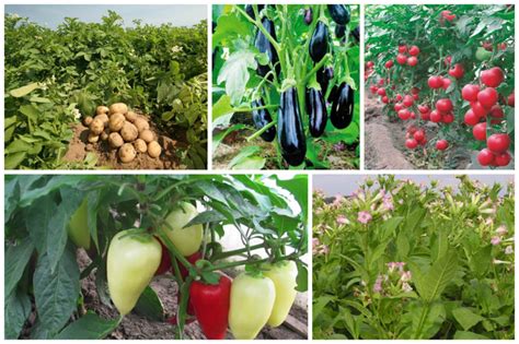 Великолепное семейство пасленовых 27 фото Just One Min