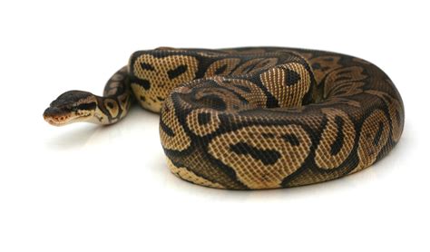 Het Red Axanthic Ball Python Traits Morphpedia