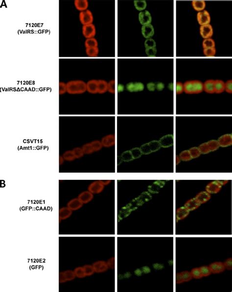 Subcellular Localization Of Gfp Fused Proteins In Anabaena Filaments A