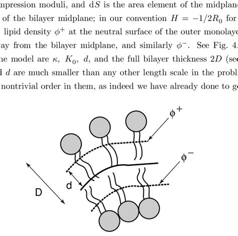 Schematic Of The Bilayer Showing Various Variables Download