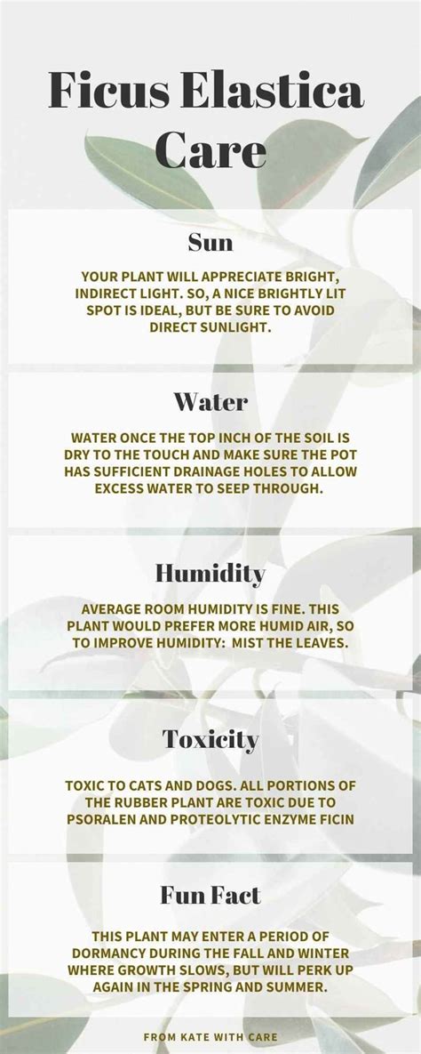 Ficus Elastica Houseplant Care Guide Etsy