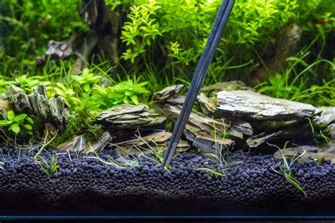 How To Set Up A Low Tech Planted Aquarium For Beginners Aquarium Co Op