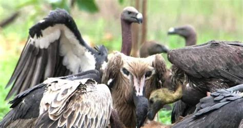 Usaid ព្រៃឡង់បៃតង៖ អាហារដ្ឋានត្មាត ផ្តល់ក្តីស្រឡាញ់ដល់សត្វត្មាត ក្រសួងព័ត៌មាន