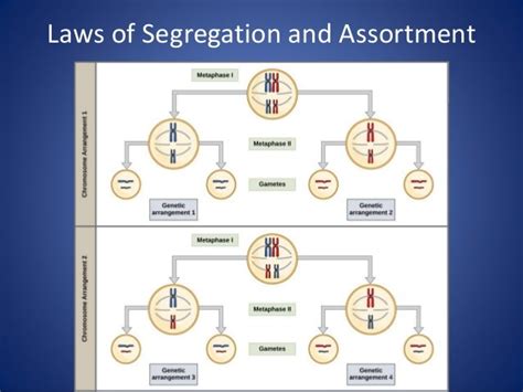 Mendelian Inheritance And Inheritance Patterns High Yield Notes With