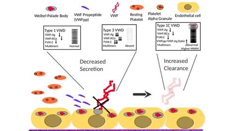 Quantitatived Effects Of Von Willebrand Factor Download Scientific Diagram