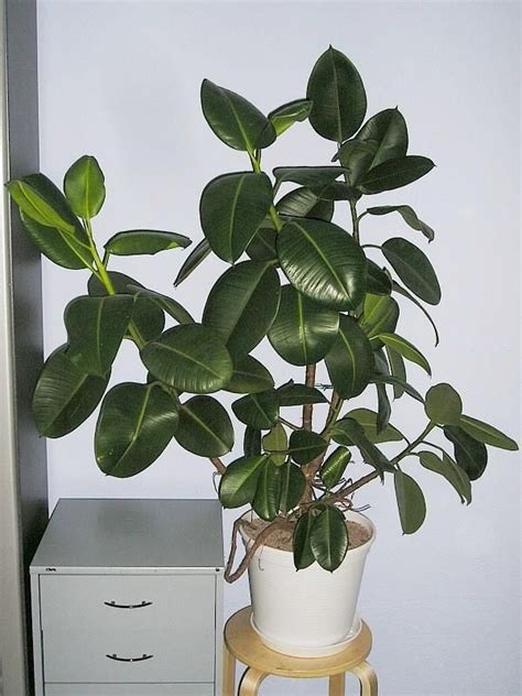 Caoutchouc (Ficus elastica) : entretien, arrosage, rempotage в 2024 г ...