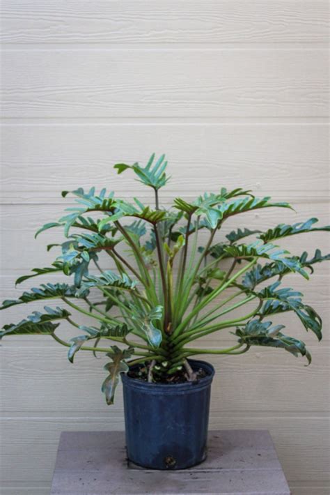 Shrubs Plant Inventory Green Thumb Nursery