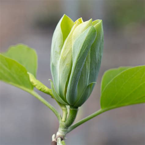 Magnolia 'Blue Opal' | Magnolia Trees | Ornamental Trees | Frank P Matthews