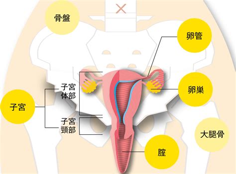 子宮筋腫の タイプは筋層内筋腫粘膜下筋腫漿膜下しょうまくか筋腫それぞれのできやすい場所と症状を産婦人科専門医が解説