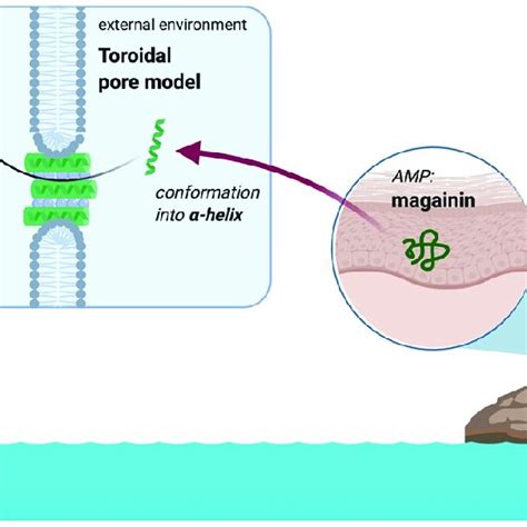 Membrane Permeation By The Toroidal Pore Model Amps Are Indicated By