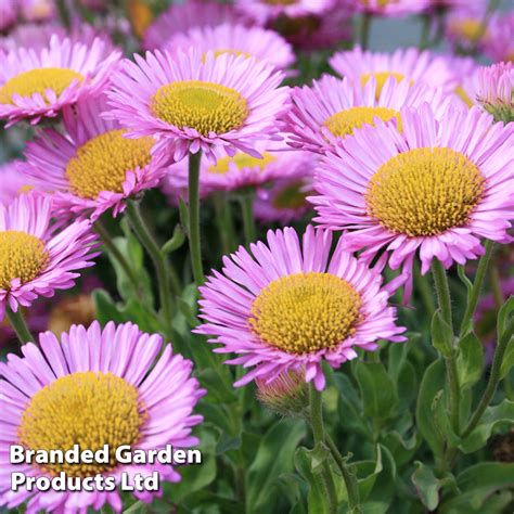 Erigeron Glaucus Sea Breeze Dobies