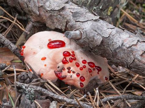 Hydnellum Peckii Bleeding Tooth Mushroom Identification And Photos