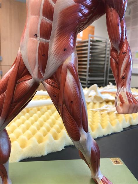 Rectus Femoris Diagram Quizlet