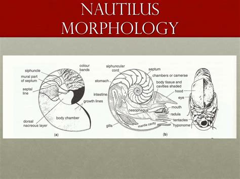 Ppt Nautilus Morphology Powerpoint Presentation Free Download Id 2658501