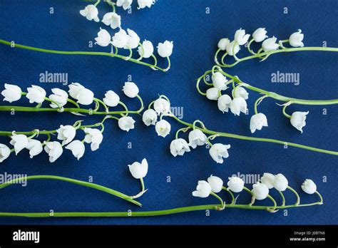 Lily Of The Valley On A Dark Blue Background Stock Photo Alamy