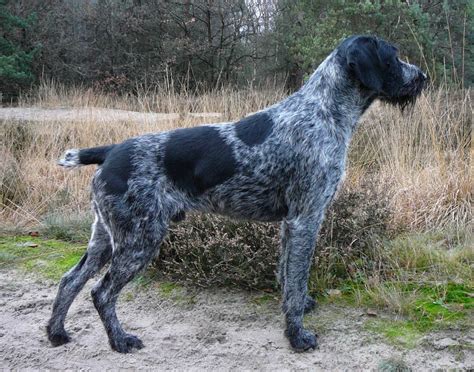 German Wirehaired Pointer Breeders In The Usa With Puppies For Sale