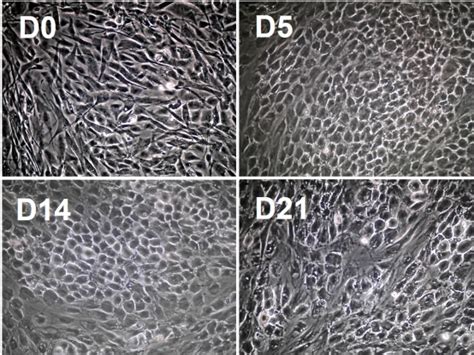 资生堂最新发现：毛细血管促进表皮再生 知乎