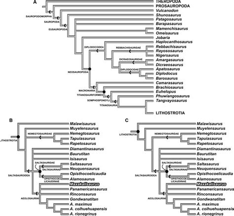 results of cladistic analysis a strict consensus tree of the two