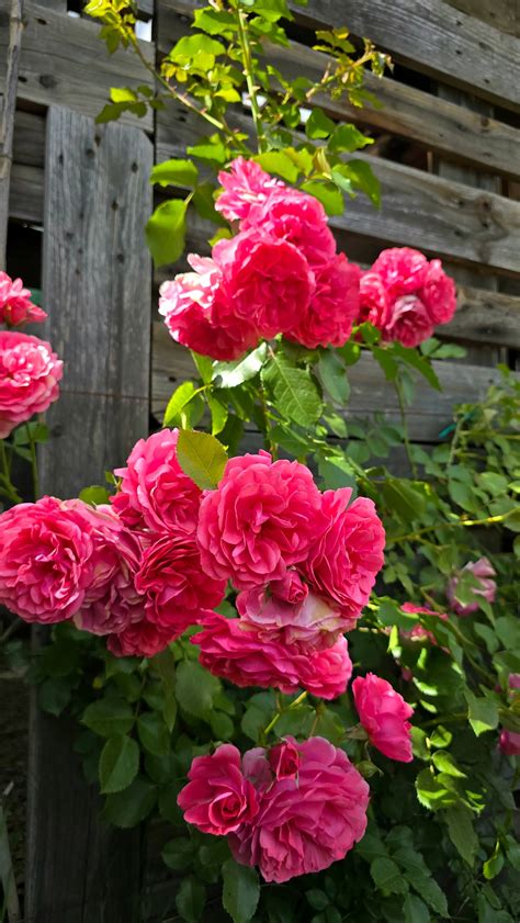 იელის როზარიუმ უეტერსენი 25 Facebook