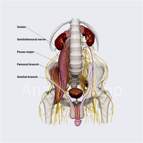 Genitofemoral Nerve Male Pelvis Anatomyapp