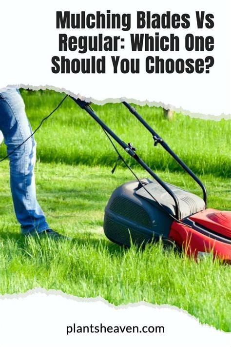 Mulching Blades Vs Regular: Which One Is Better? | Plants Heaven | Mulching, Vegetable garden ...