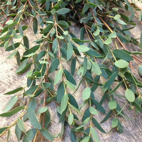 Different Eucalyptus Plants At Mikayla Frost Blog