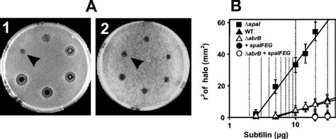Engineering Bacillus Subtilis Atcc 6633 For Improved Production Of The Lantibiotic Subtilin