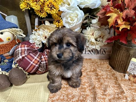 Tanner Arabella Havanese
