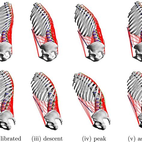 Neuromuscular Driven Forward Dynamic Simulations Spine Movement