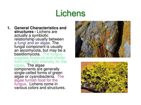 Ppt Fungi Classification Powerpoint Presentation Free Download Id