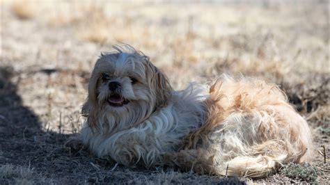 See Progress of Puppy Mill Rescue Shih Tzu Scared of Touch & Hear About ...