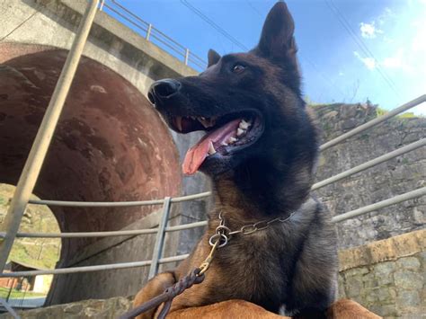 Il Cane Da Detection Ricerca Sostanze Tra Gioco E Lavoro Dogsportal