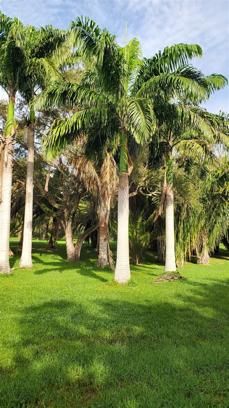 Roystonea Oleracea Botanical Auctions