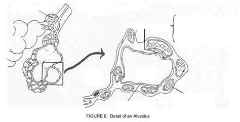 Diagram Of Figure Alveolus Quizlet