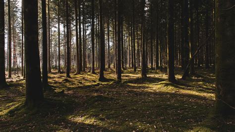 Implementing Random Forest Towards Data Science