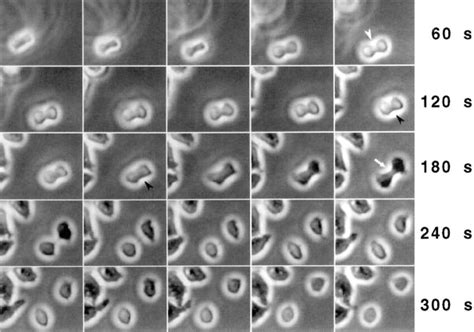 Attachment To A Substrate Allows A RacE Null Cell To Divide A RacE Download Scientific Diagram