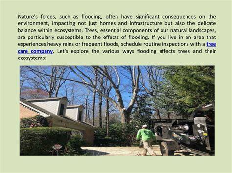 PPT How Flooding Affects Trees PowerPoint Presentation Free Download ID 12702152